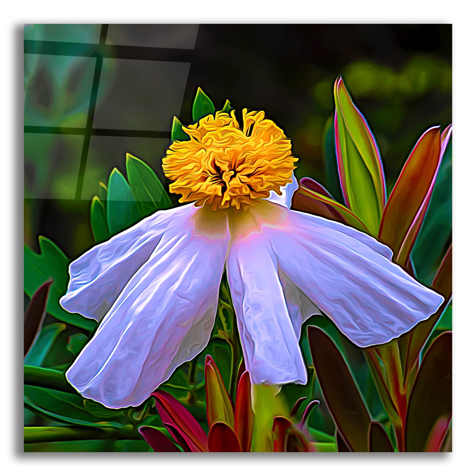 Epic Art 'Matilija Poppy' by Pamela Plummer, Acrylic Glass Wall Art, 12 ...