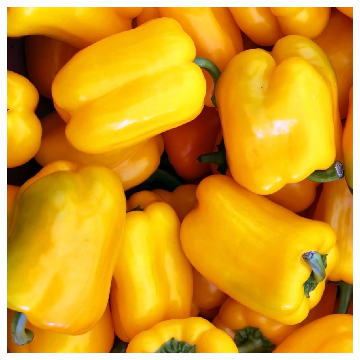 Everwilde Farms - 1 lb Sunbright Sweet Pepper Seeds - Gold Vault Bulk ...