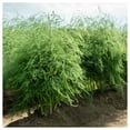 Everwilde Farms - 1 lb Mary Washington Asparagus Seeds - Gold Vault ...