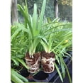 Agapanthus Africanus 'Lily of The Nile' - 10 Live Plants - 2" Pot Size ...