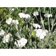 50 WHITE LYCHNIS Coronaria Alba (White Rose Campion / Evening Lychnis ...