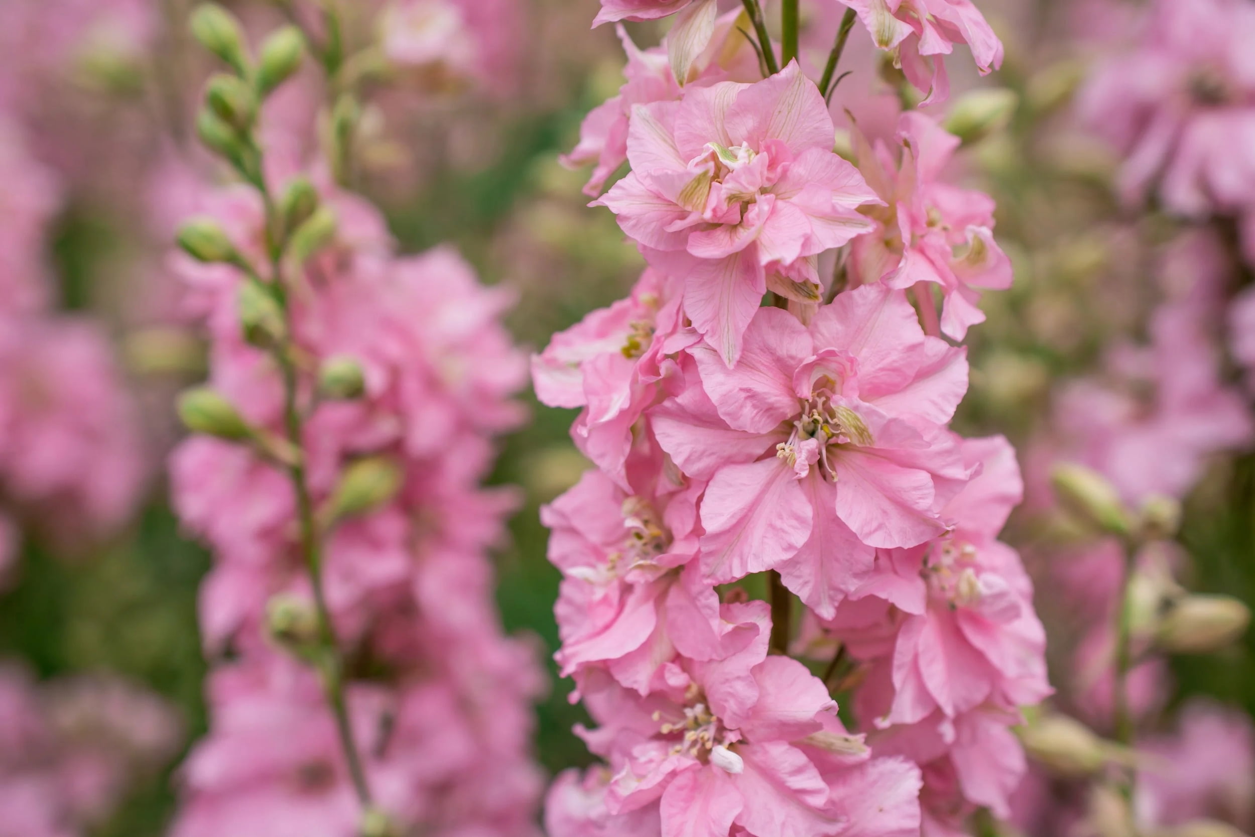 100 PINK PERFECTION LARKSPUR / DELPHINIUM Consolida Ambigua Ajacis ...