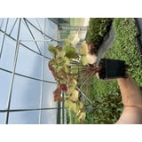 Caramel Heuchera in Trade Gallon Size Containers// Coral Bells--(0.667 ...