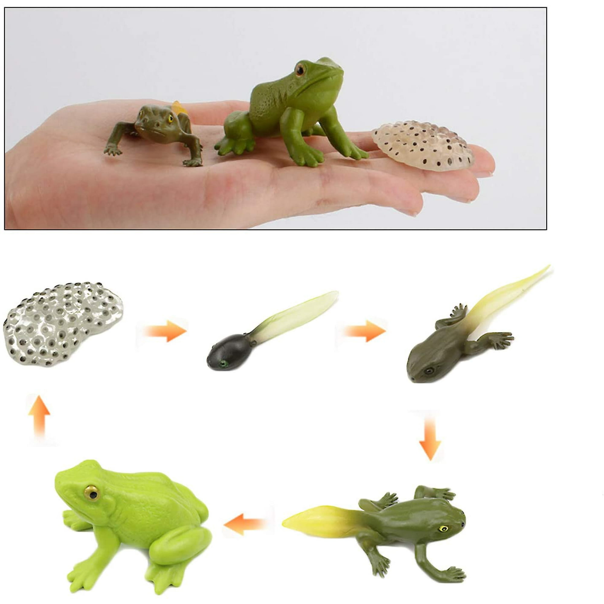Feuille De Travail Sur Le Cycle De Vie De La Grenouille Amiscol: Jeu