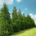Thuja Green Giant Trees - Walmart.com