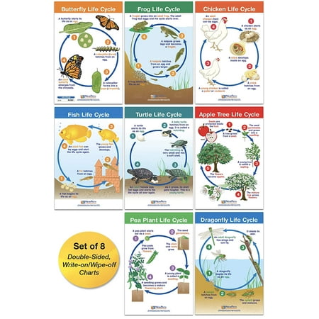 NewPath Learning 94-1504 Life Cycles Bulletin Board Chart Set (Pack of ...