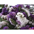 50 Purple STATICE / SEA LAVENDER Limonium Sinuatum Flower Seeds ...