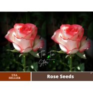 30 Seeds| Cherry red double knockout rose seeds #1408 | Seeds, Herbal ...