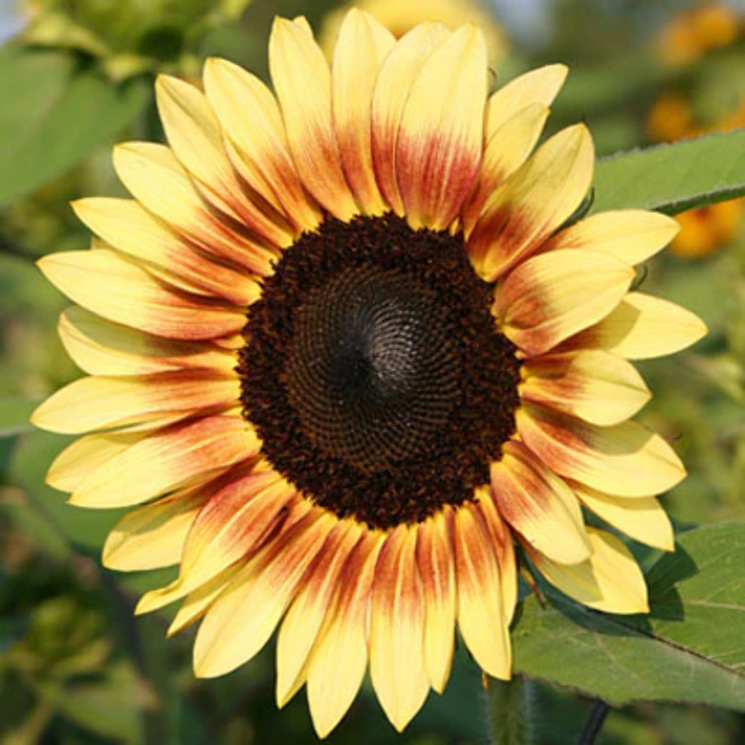 Sunflower Pro Cut Red and Lemon Bicolor F1 Seed - Walmart.com