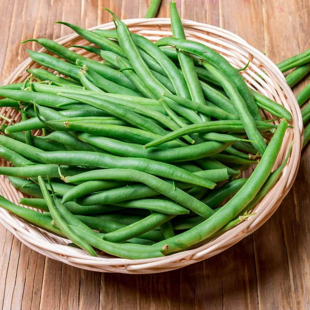 Harvester Bush Bean Seeds - 1 Lb - Non-GMO, Heirloom Green Bean Seeds ...