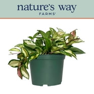Nature's Way Farms ZZ Plant, Indoor/Outdoor 25-30 in. Tall, Low ...