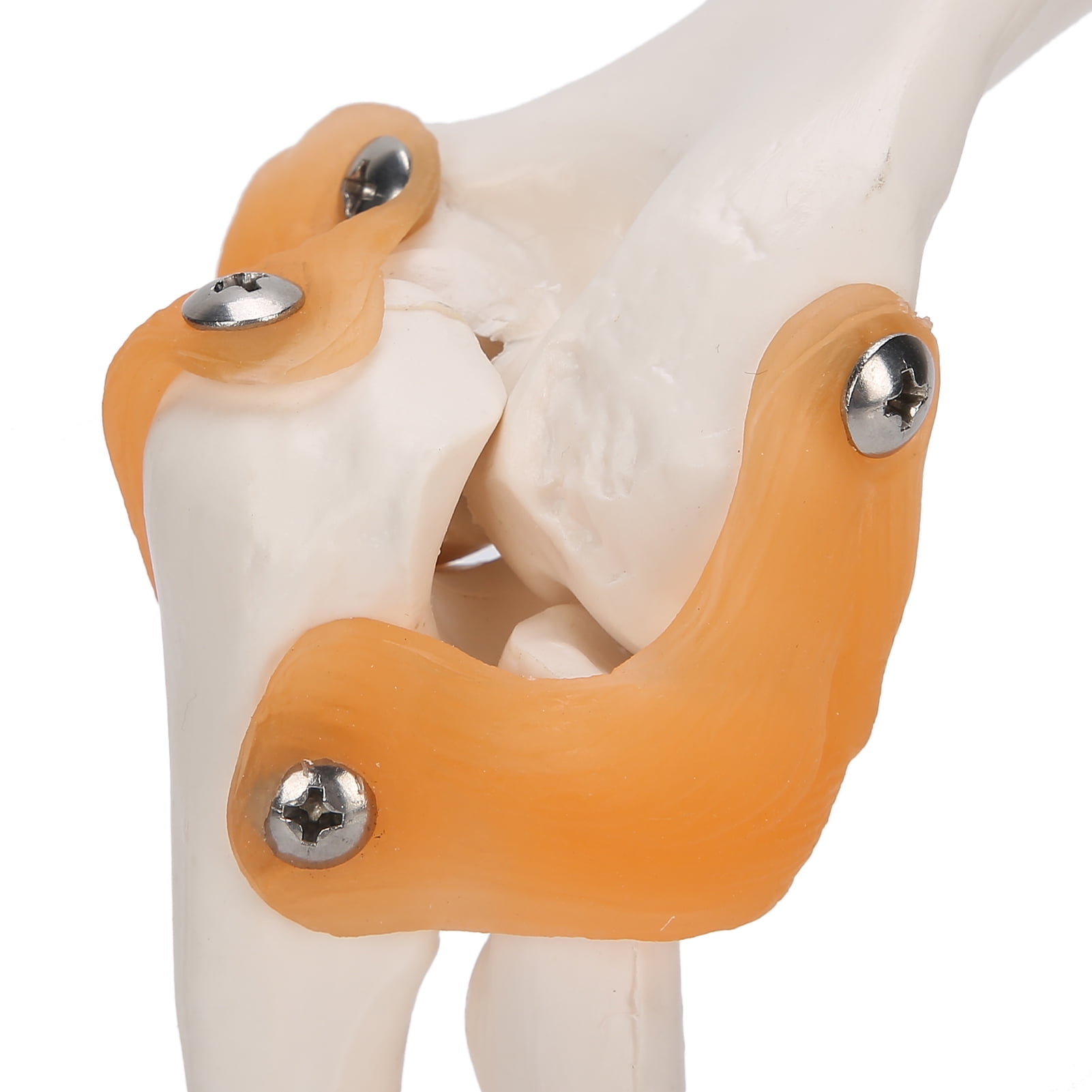 How To Make An Elbow Joint Model