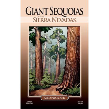 Giant Sequoia | Tree Seed Grow Kit | The Jonsteen Company - Walmart.com