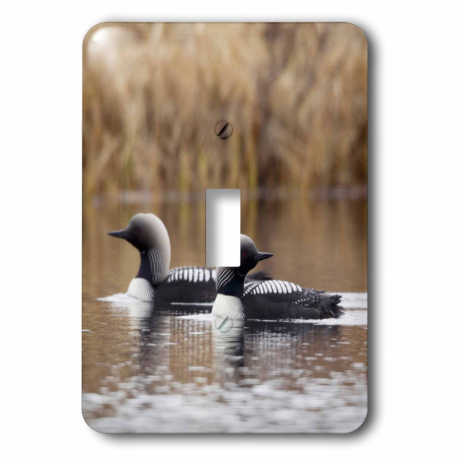 3dRose Pacific Loon Pair - Single Toggle Switch - Walmart.com