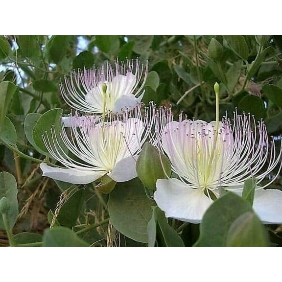 20 Caper Bush Edible Capers Flinders Rose Capparis Spinosa Shrub Flower ...