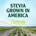 SPLENDA Stevia Zero Calorie Sweetener, Plant Based Sugar Substitute ...
