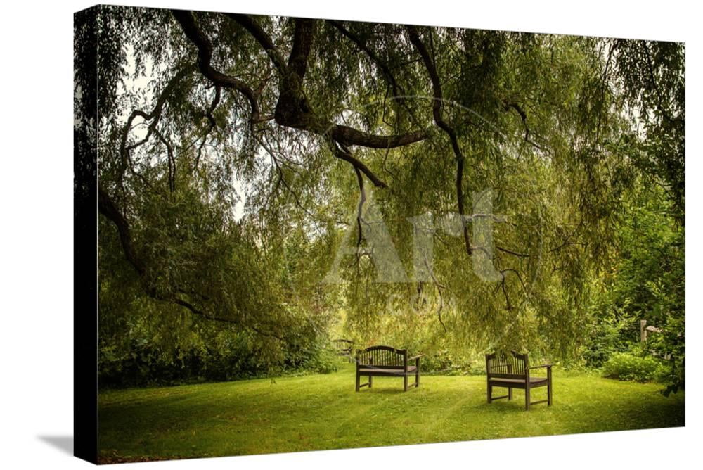 Rural Scene with Garden Benches under a Large Willow Tree, Stretched ...