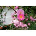 25 SWEET BRIAR ROSE Multiple Shades of Pink Eglantine Rose Rosa ...