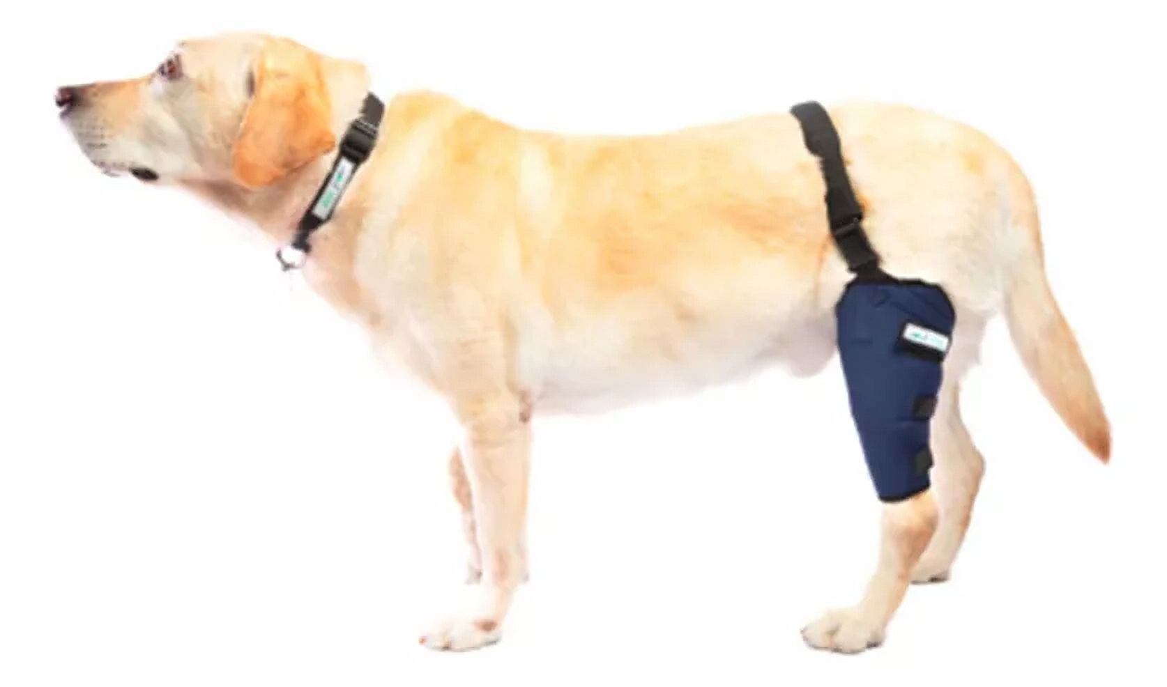 Rodillera Ortopedica Para Perros Talla Mediana | Walmart en línea