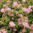 Direct Gardening 1 Gal. Pot, Little Princess Pink Flowering Spirea Bush ...