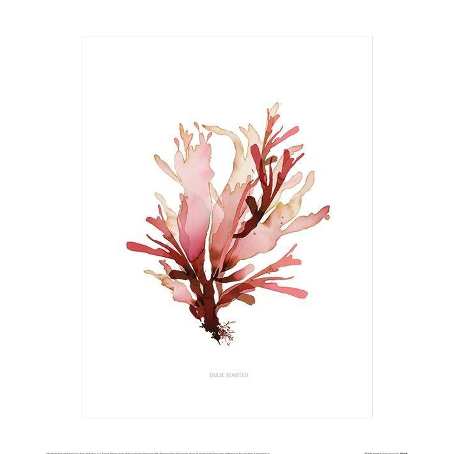 Click here for Summer Thornton Dulse Seaweed Poster 40cm X 50cm prices