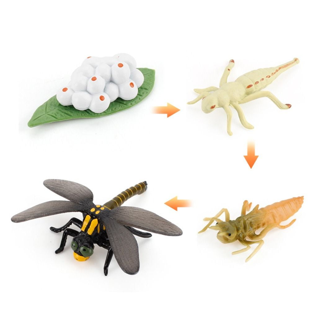 Decoration Crafts Biology Accessories Insect Model Figurines Montessori ...