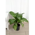 Costa Farms Plants with Benefits Live Indoor Plant Foliage Assorted in ...