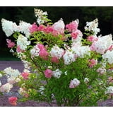 New Life Nursery, Vanilla Strawberry Hydrangea Live Plant, 6-8ft, Full ...