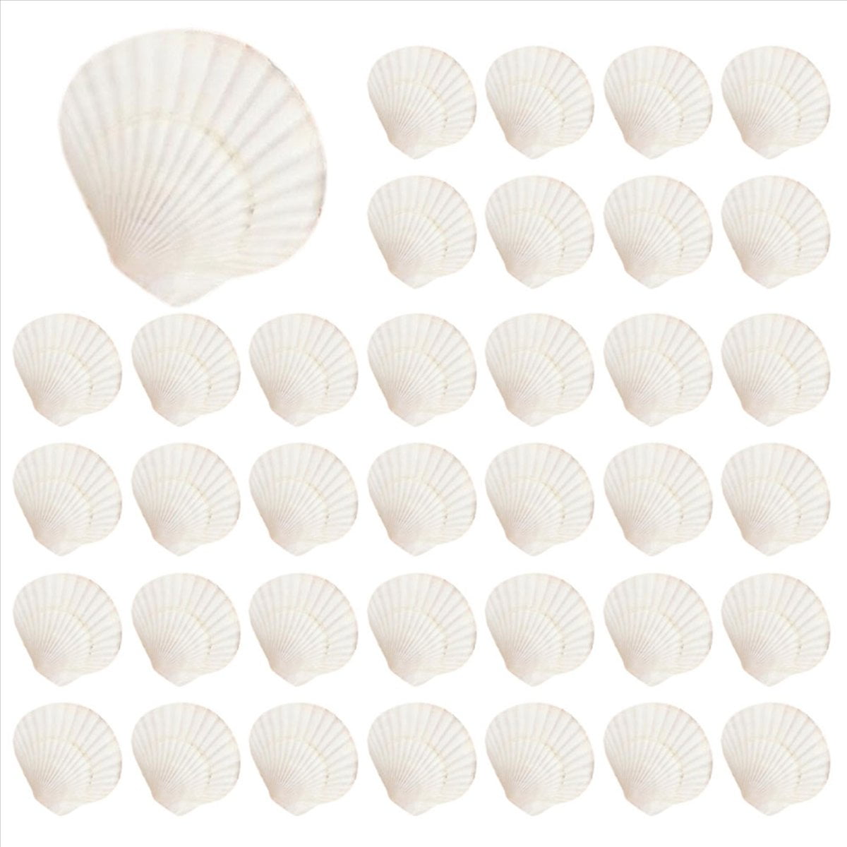 Click here for Unbranded 80pcs Natural Scallop Shells 1.4-2.4inch... prices
