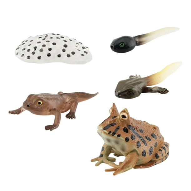 Life Cycle Figurines 4 Stages of Frog Frogs Life Cycle Model for ...