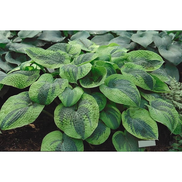 Tokudama Flavo-Circinalis Hosta - One of the most Prized Hostas ...