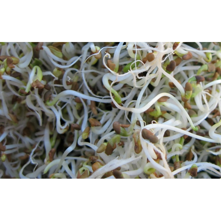 Alfalfa Sprouts Seeds