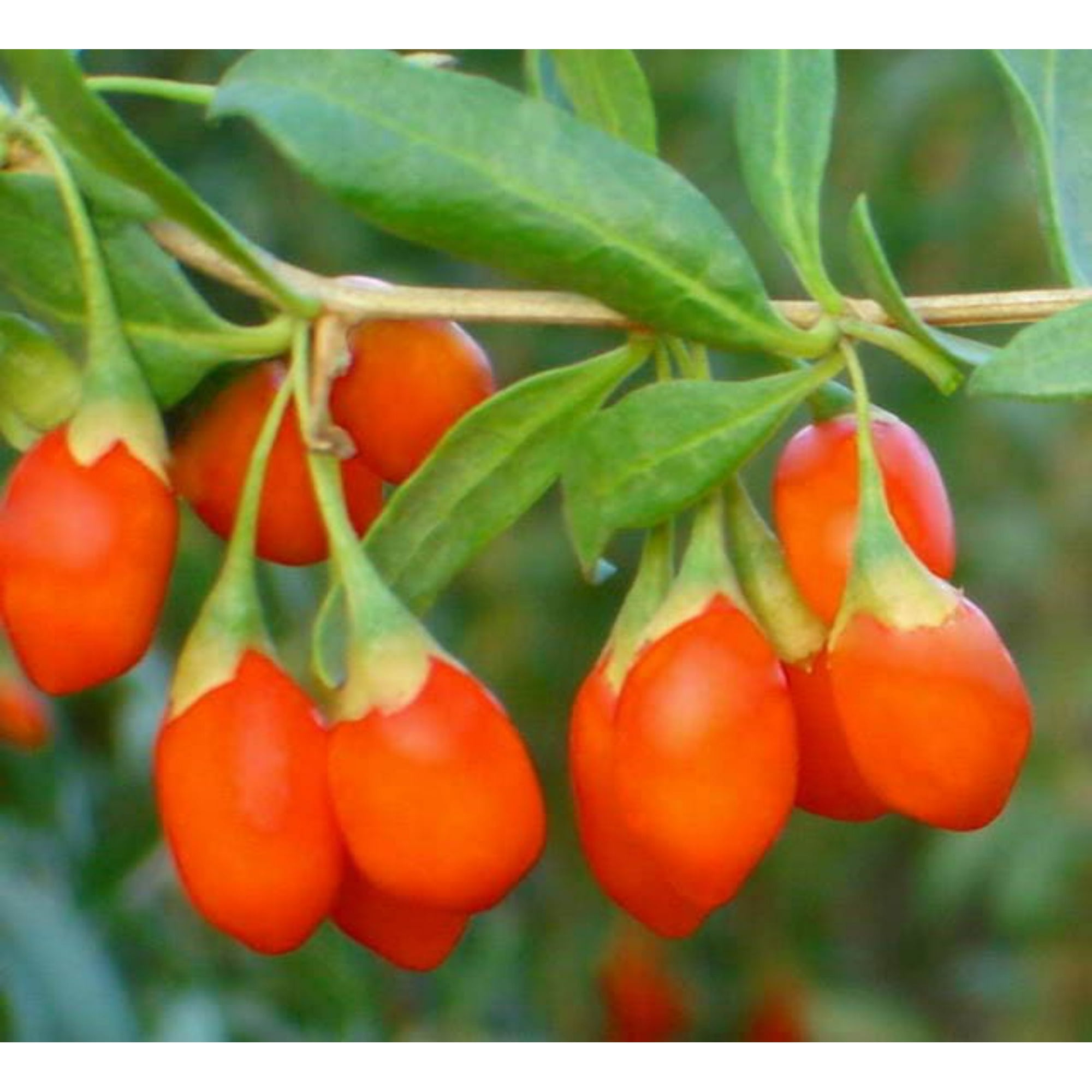 Click here for Seedville Usa 100 Himalayan Tibetan Goji Berry Fru... prices