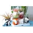Air Plant Holder Cartoon Shaped Small Succulent Pots Animal Planters ...