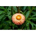 100 APRICOT & PEACH STRAWFLOWER Mix Coral Paper Daisy Helichrysum ...
