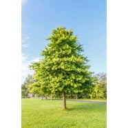 CZ Grain Sugar Maple Tree Seeds - 20+ Seeds, Vibrant Yellow Fall Leaves ...