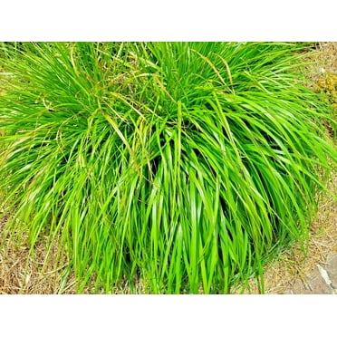 German R Foxtail Millet Seed - 50 Lbs. - Walmart.com