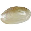 Jumbo Large Horse Conch Decorative Shell Seashell 12-14" - Walmart.com