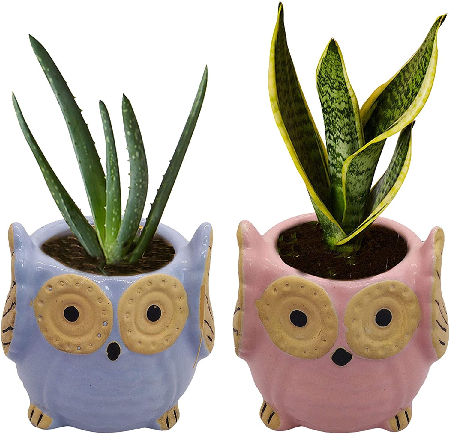 India Meets India Ceramic Planter, Owl Shaped [Blue & Pink - 3.5 inch ...