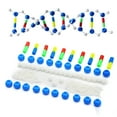 DNA Components Models DNA Genetic Structure Models DNA Components ...