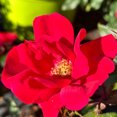 Knock Out® Shrub Rose, Red - Rosa x 'Radrazz' - Walmart.com