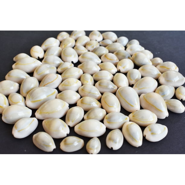 100 Select Ringtop Cowrie Shells Seashells 1/2-1" Shellcraft Cypraea ...