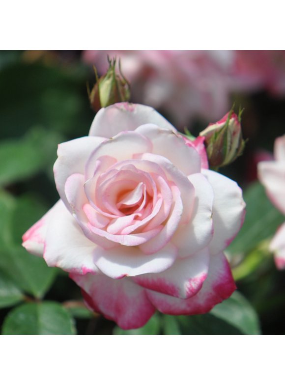 Rose Bushes in Garden Bushes - Walmart.com