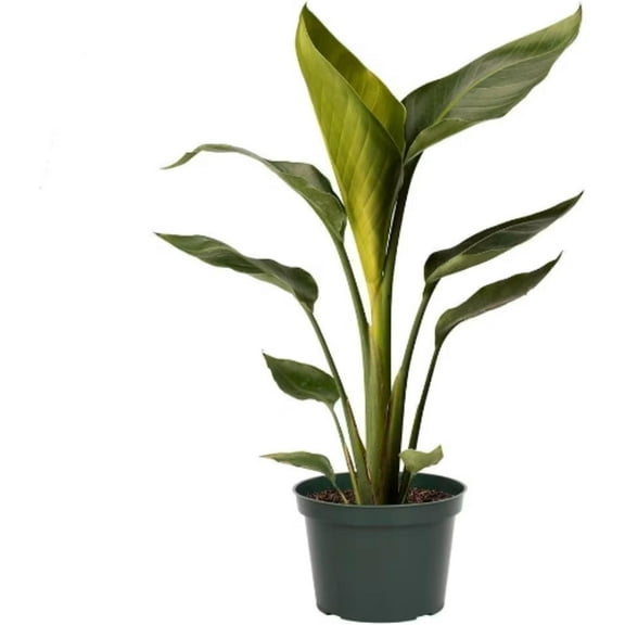 American Plant Exchange Calathea Prayer Plant Assortment, 3 Pack of 4 ...