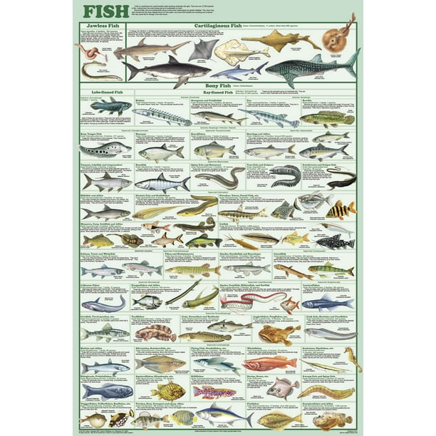 Fish Educational Poster 24.5x36.5 - Laminated - Walmart.com - Walmart.com