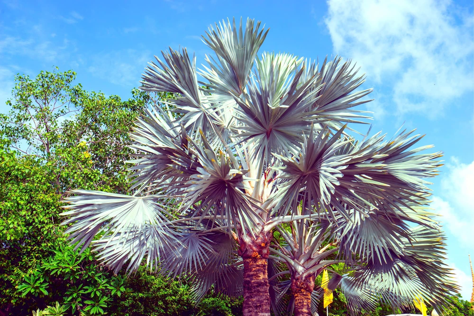 King Palm Seeds for Planting - 5 Seeds - Walmart.com