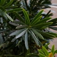 Southern Living Mood Ring Podocarpus Live Shrub in 2-Gallon Grower Pot ...