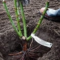 Rare Colorful Rose For Planting-(Non-Artificial)-Bloom Year After Year ...