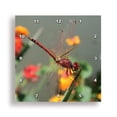 3drose, a Close up of a Red Dragonfly Resting on the End of a Yukka ...