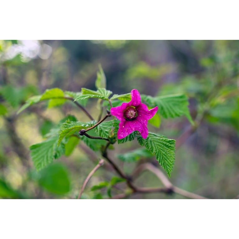 Blue Strawberry Seeds 20 Salmonberry Russian Raspberry Seeds - Rubus ...